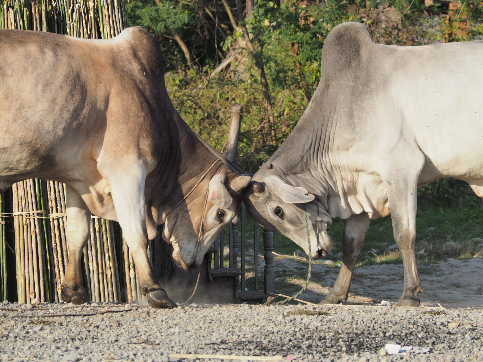 Heat Signs in Cattle – TechAnimal Hub