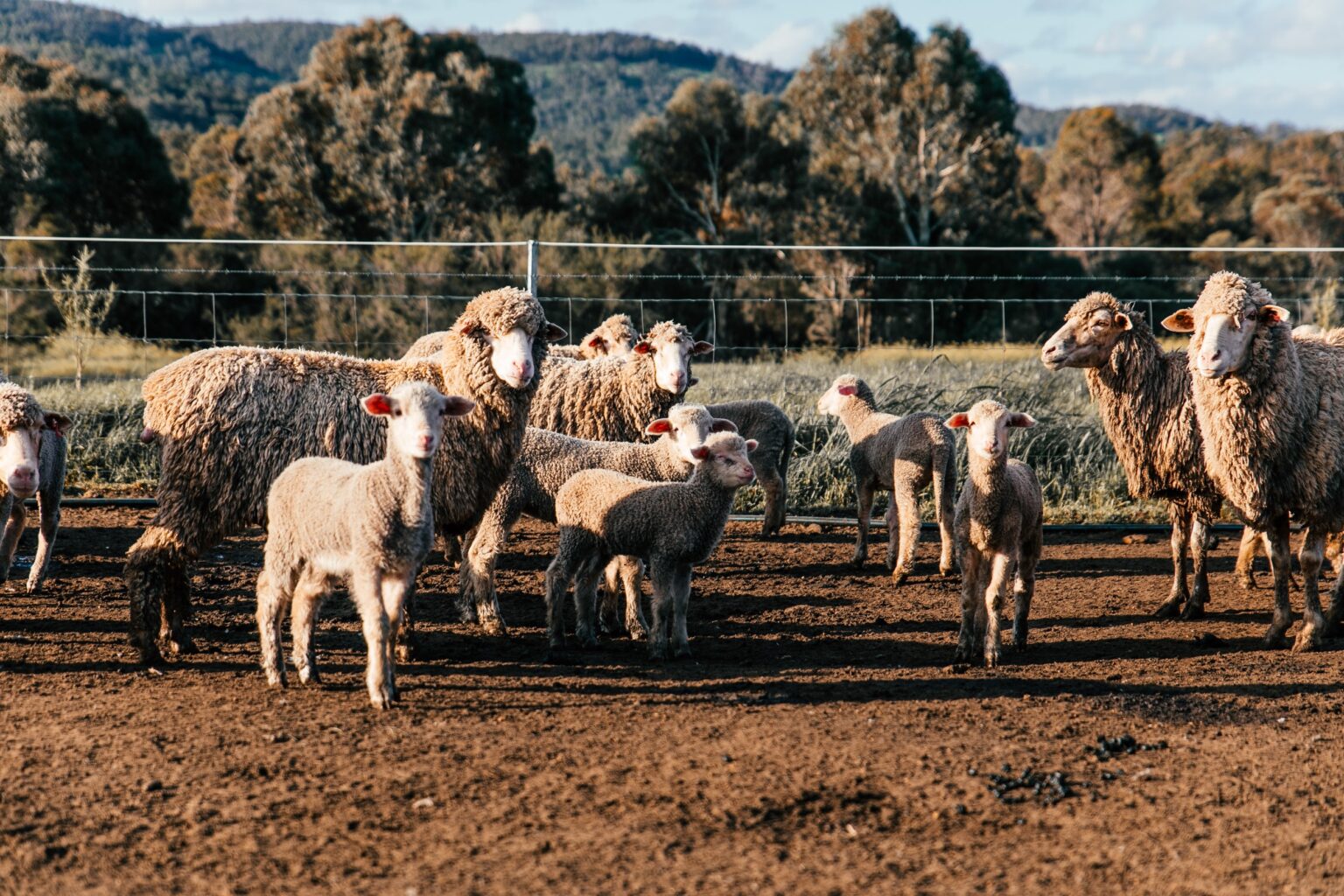 Management and Prevention of Diseases in Sheep and Goats – TechAnimal Hub