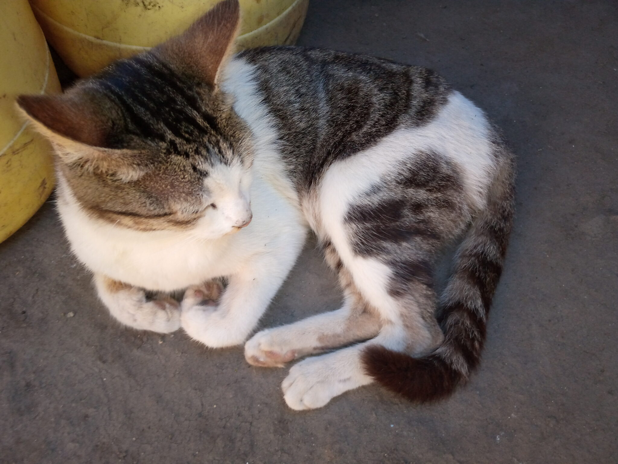 Kitten Adoption Beliefs in the Taita Community – TechAnimal Hub